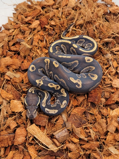 GHI Vanilla Black Head Ball Python by Morph Jungle