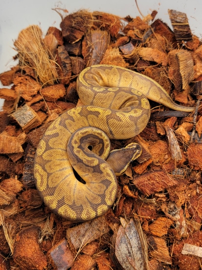 Sunset Ball Python by Morph Jungle