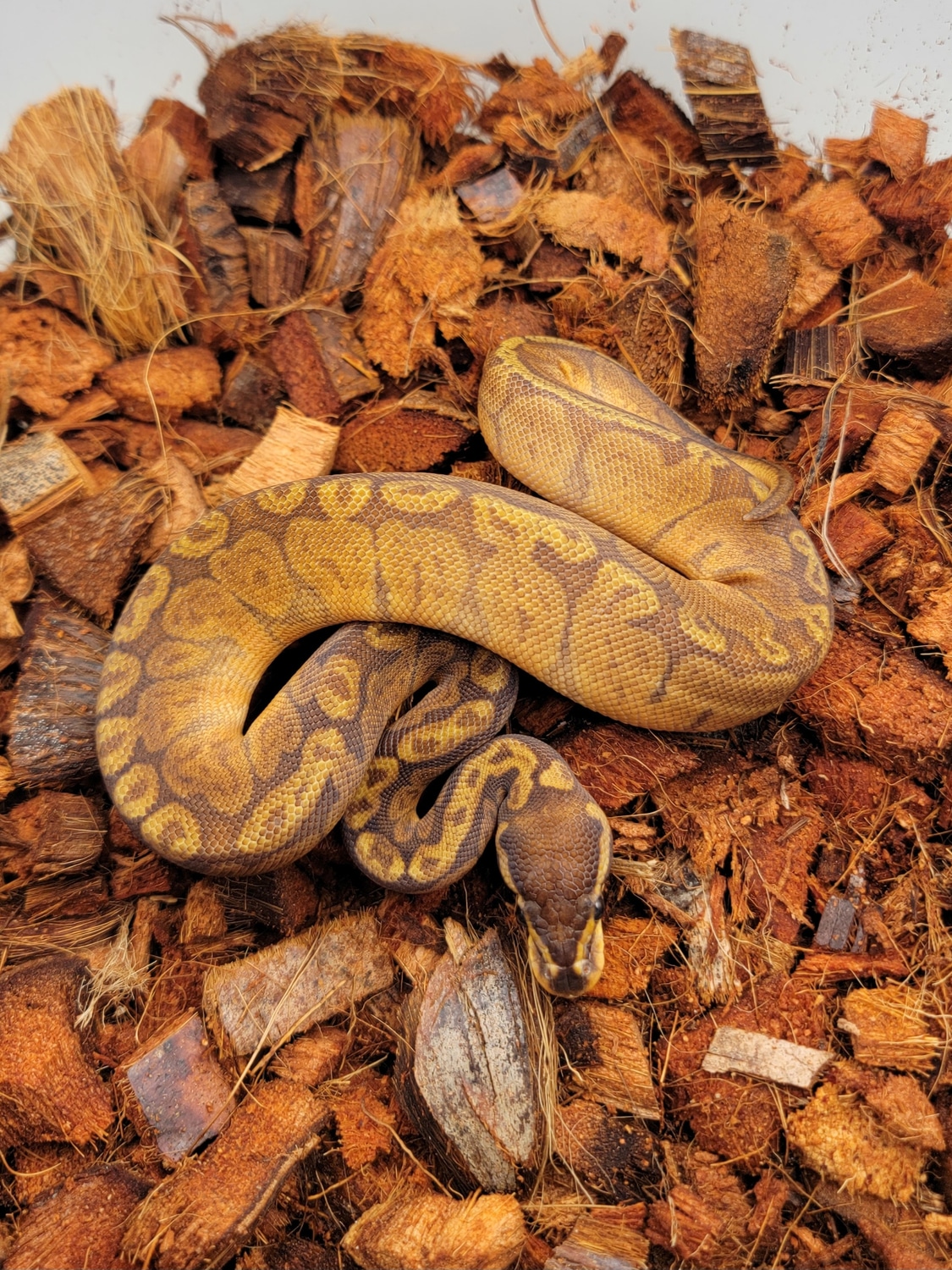 Sunset Ball Python by Morph Jungle - MorphMarket