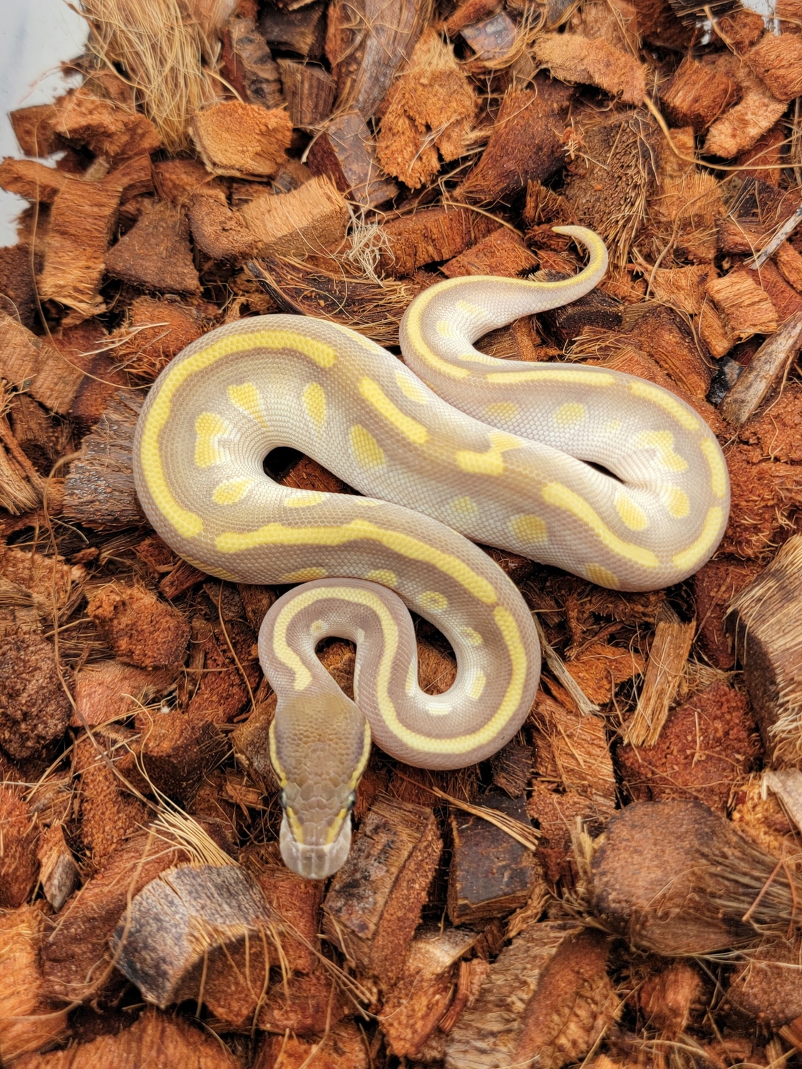 Pastel Enchi Lesser HGW Yellowbelly Ball Python by Morph Jungle ...