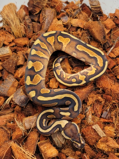 Enchi Yellowbelly Cinnamon Het Pied Ball Python by Morph Jungle