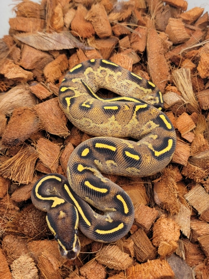 Freeway Ball Python by Morph Jungle