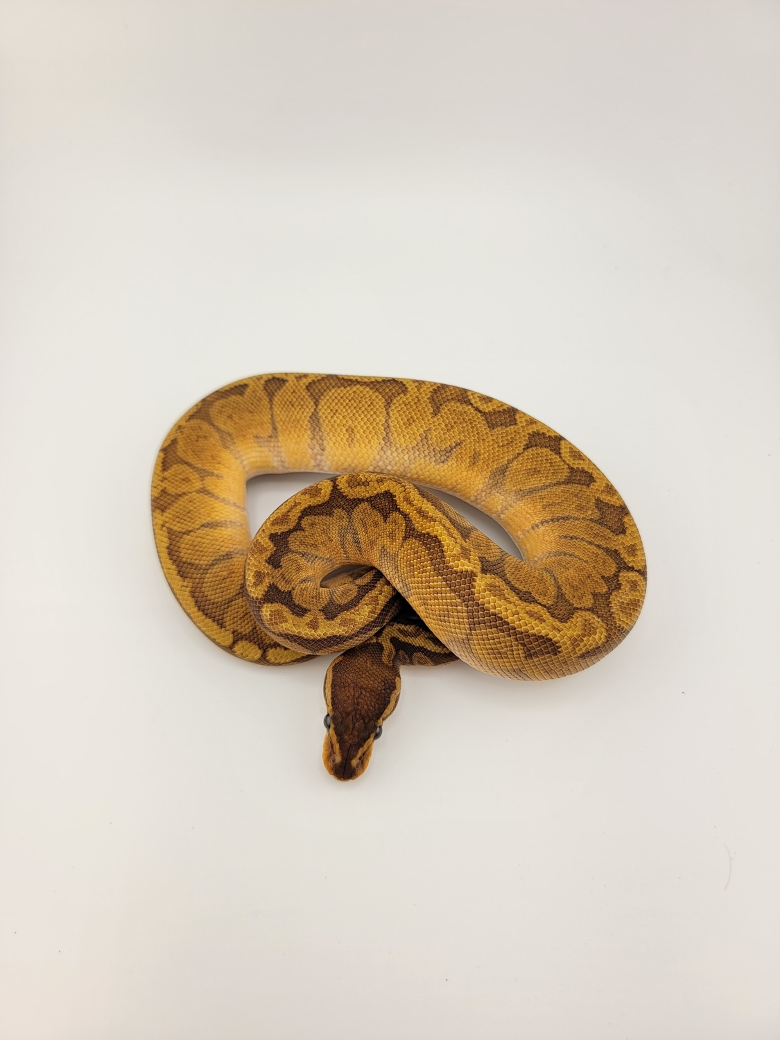 Sunset Ball Python by Morph Jungle - MorphMarket