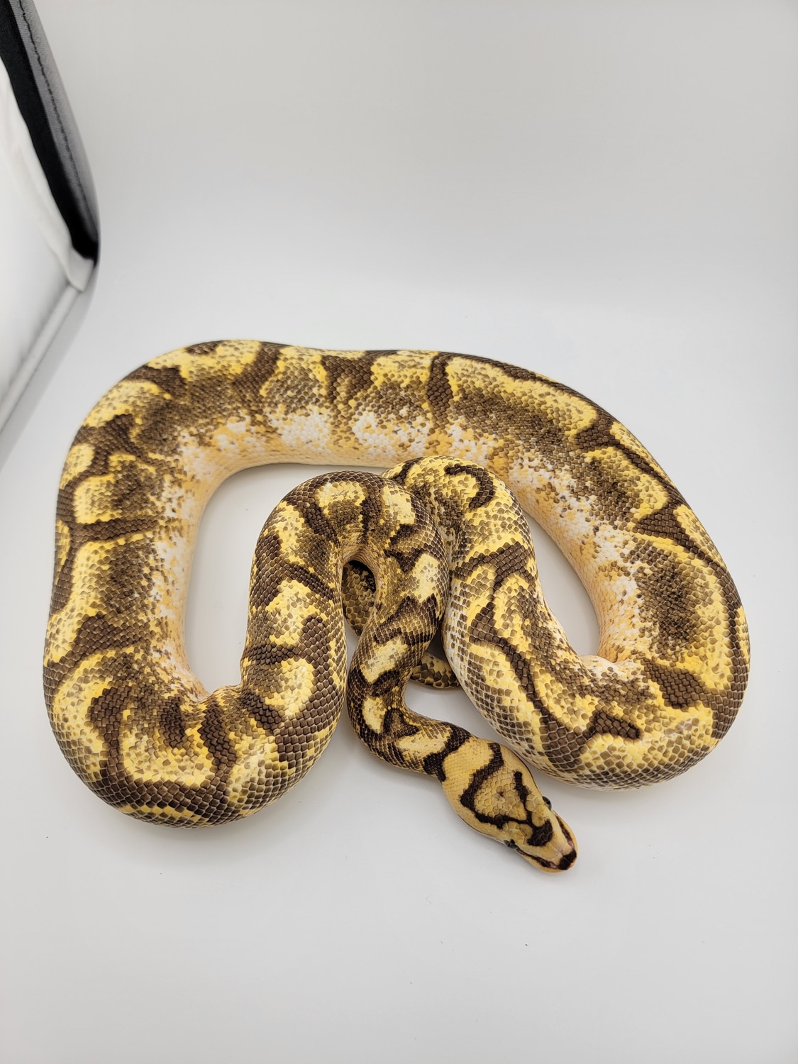 Enchi Super Asphalt Spider Ball Python by Morph Jungle - MorphMarket
