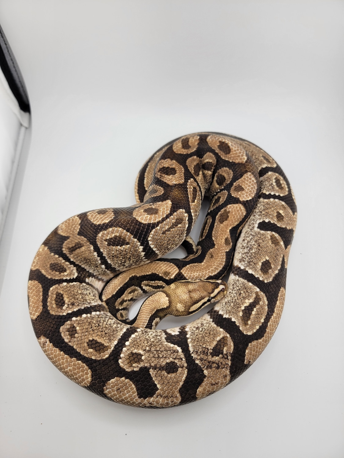 Fire Het Sunset Ball Python by Morph Jungle - MorphMarket