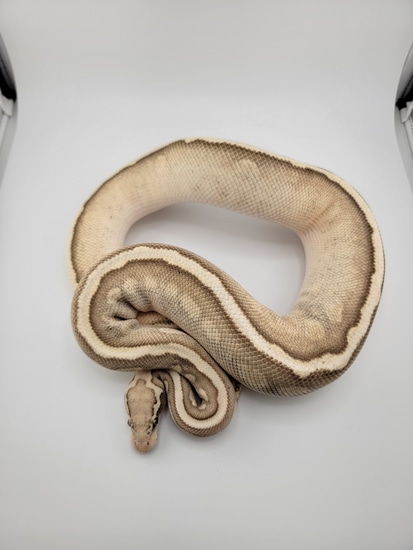 Pastel Lesser Leopard Spotnose GHI Het Clown Ball Python by Morph Jungle