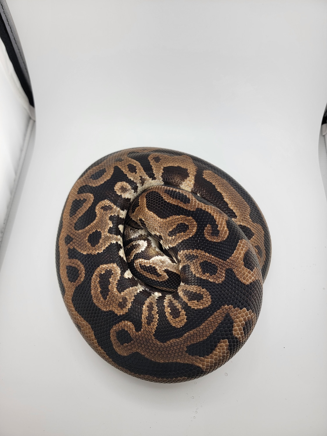 Leopard Ball Python by Morph Jungle - MorphMarket