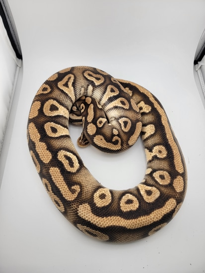 Pastel Phantom Yellowbelly Ball Python by Morph Jungle