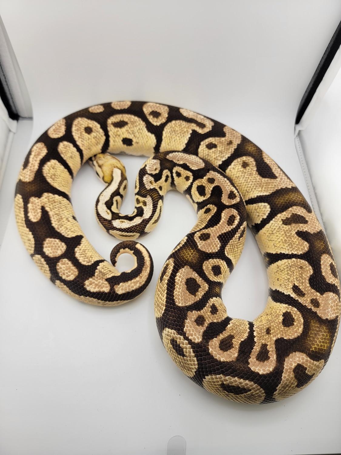 Firefly Ball Python by Morph Jungle - MorphMarket