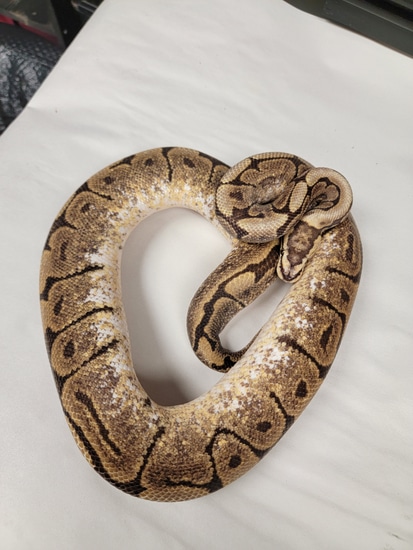Spider GHI Ball Python by Morph Jungle