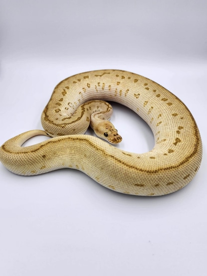 Lesser Batman Ball Python by Morph Jungle