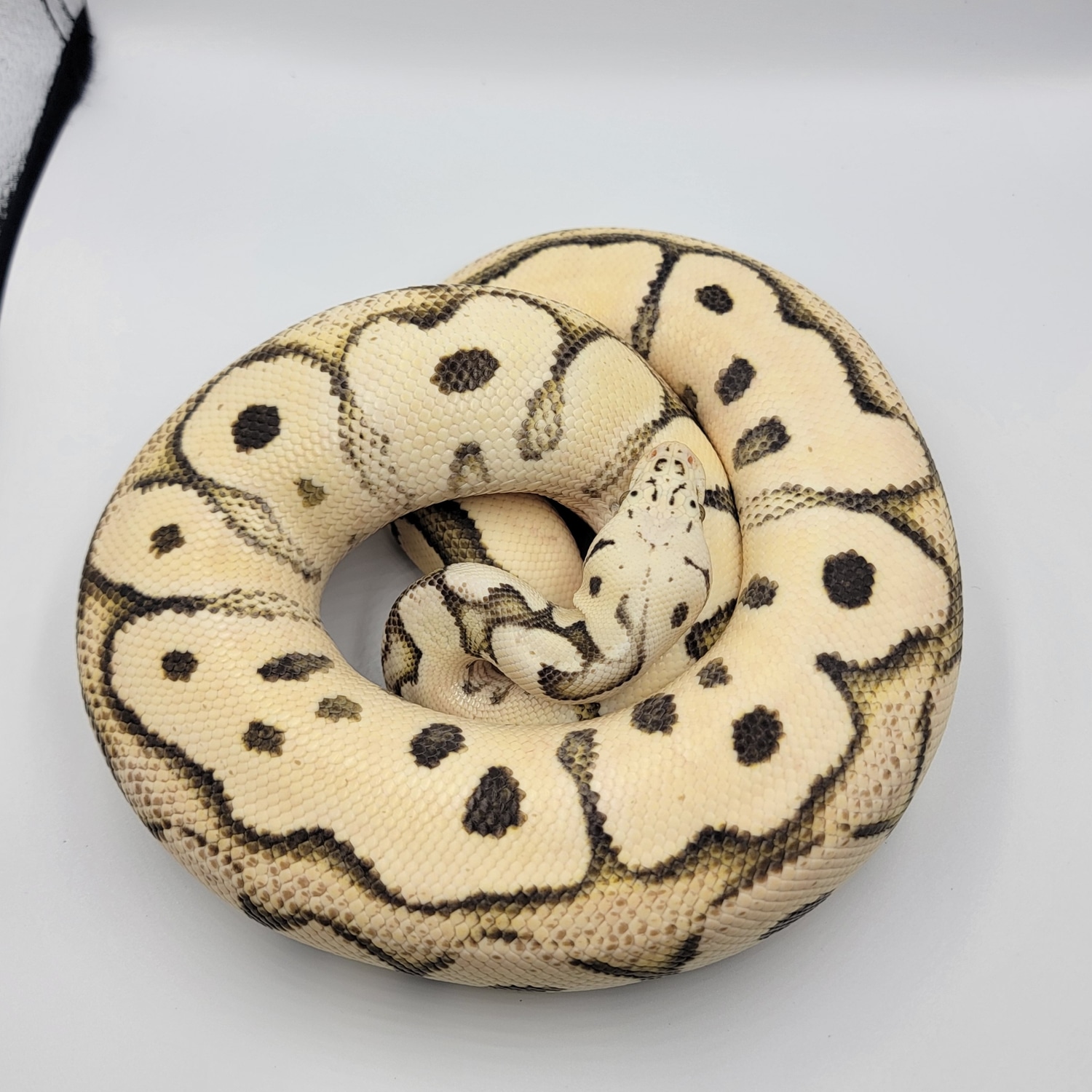 Pastel DG Clown Ball Python by Morph Jungle - MorphMarket