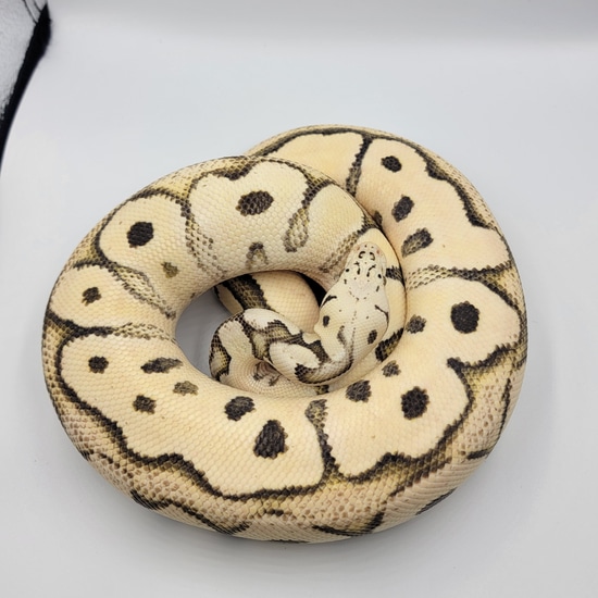 Pastel DG Clown Ball Python by Morph Jungle