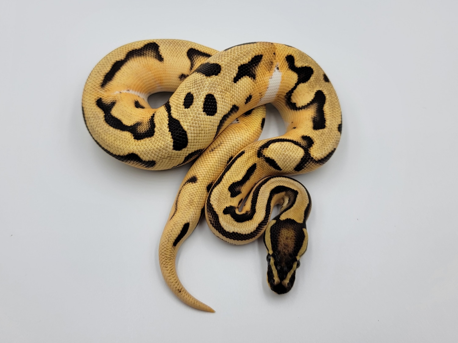 OD Pied Het Lavender Albino Ball Python by Morph Jungle - MorphMarket