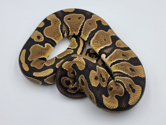 DH Ultramel Clown Ball Python by Morph Jungle