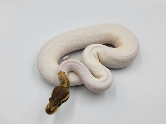 OD Mahogany Cinnamon Pied Het Lavender Albino (FREE SHIPPING) Ball Python by Morph Jungle