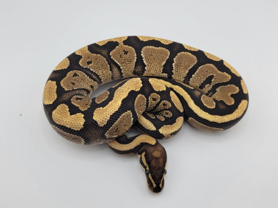 Fire Het Sunset Ball Python by Morph Jungle