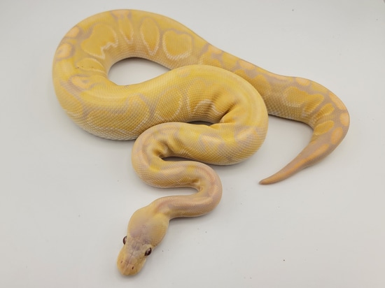 GHI Cinnamon Candino Ball Python by Morph Jungle