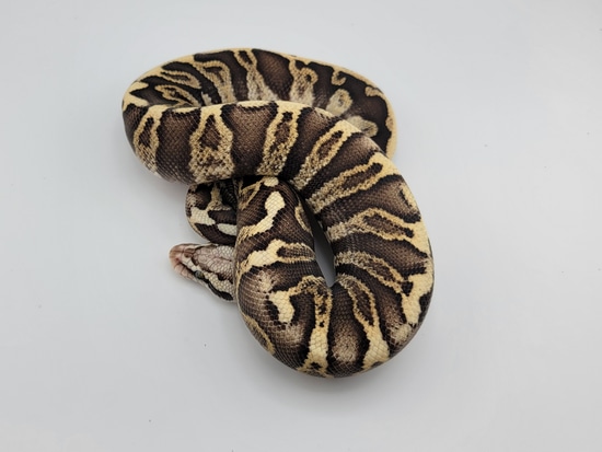 Pastel Leopard Super GHI Vanilla/Fire Ball Python by Morph Jungle