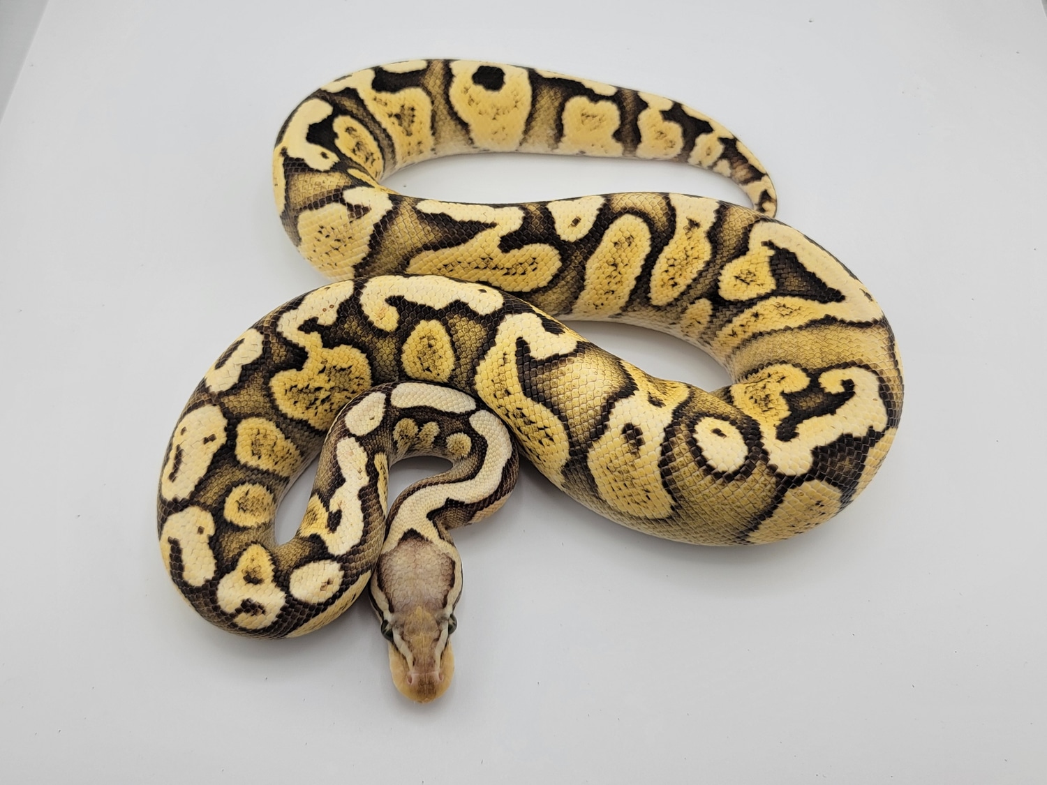 Firefly GHI Het DG Ball Python by Morph Jungle - MorphMarket