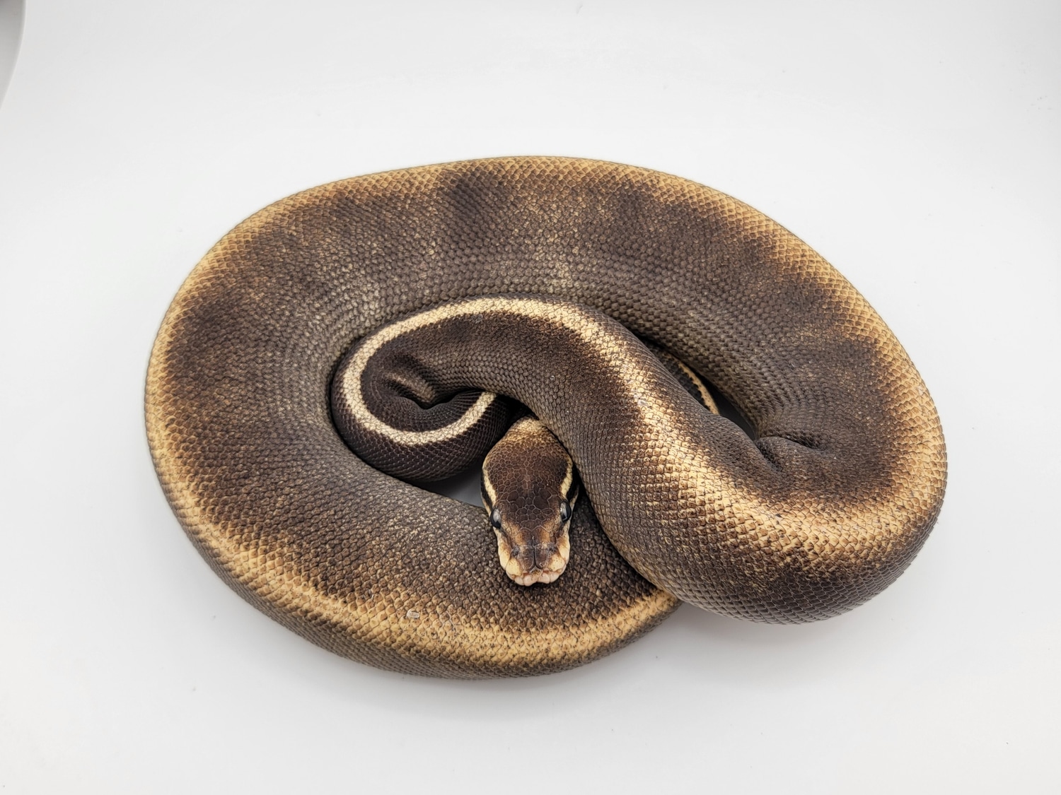 Pastave GHI Black Head Ball Python by Morph Jungle - MorphMarket