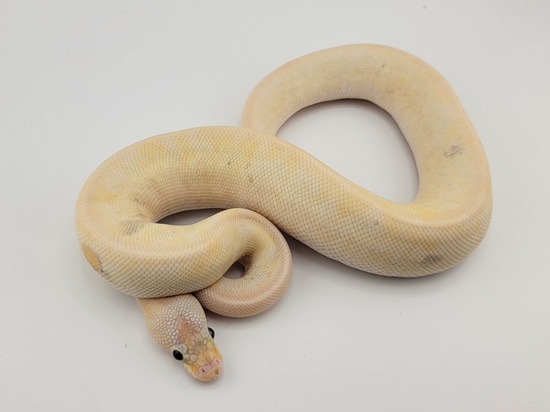 Pastel Super GHI Champagne Het Clown Ball Python by Morph Jungle