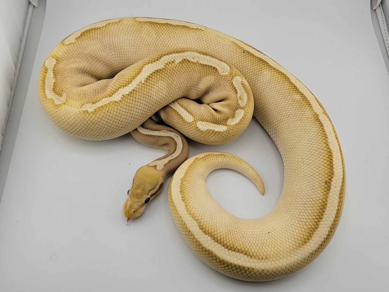 Pastave GHI Banana Black Head 50% Het Pied Pos Yellowbelly Ball Python by Morph Jungle - MorphMarket