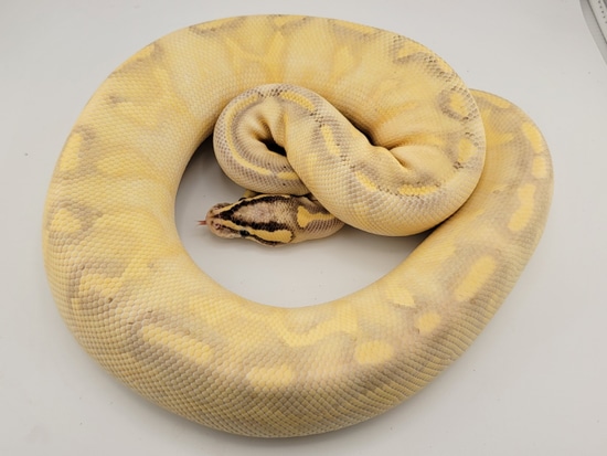 Pastel Enchi Super Gravel Ball Python by Morph Jungle