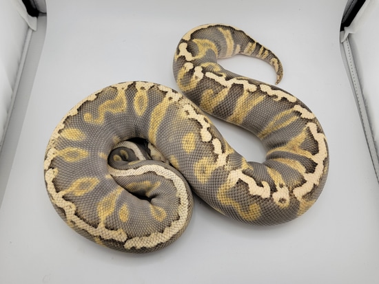 Super Pastel Super GHI (FREE SHIPPING) Ball Python by Morph Jungle