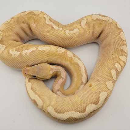 GHI Yellowbelly Blackhead Ball Python by Morph Jungle - MorphMarket
