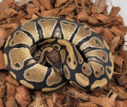 Pastel DG Clown Ball Python by Morph Jungle - MorphMarket
