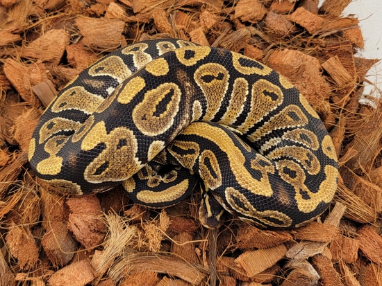 DH Sunset Ultramel Ball Python by Morph Jungle