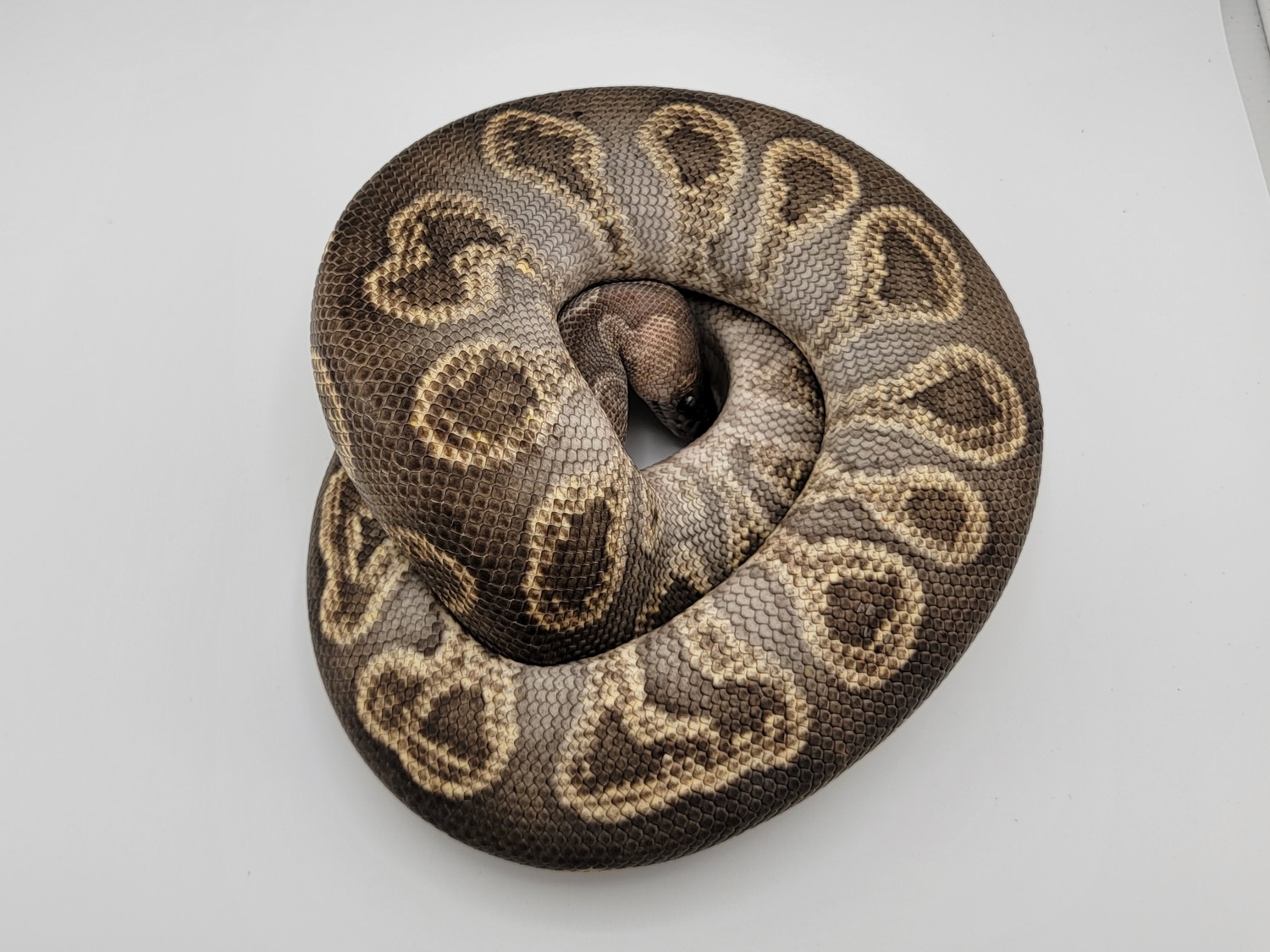 Super Ghi Clown Ball Python By Morph Jungle Morphmarket