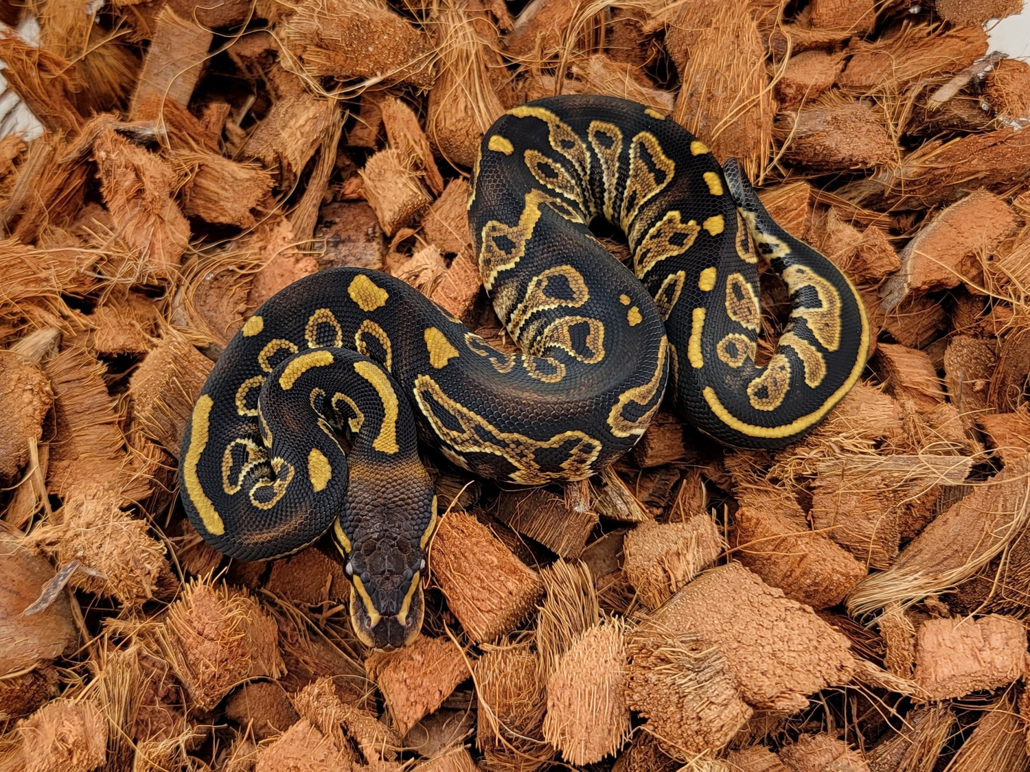 Chocolate Hurricane Het Clown Ball Python by Morph Jungle - MorphMarket