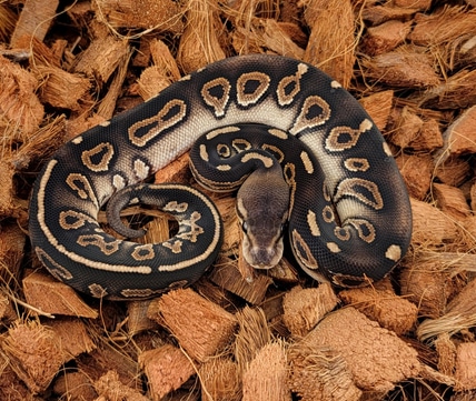 Morph Jungle - MorphMarket