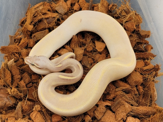 Pastave GHI Banana Leopard Black Head Pos Yellowbelly Ball Python by Morph Jungle
