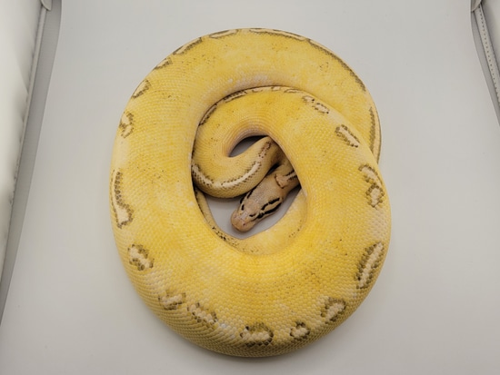 Pastel Vanilla GHI Freeway Ball Python by Morph Jungle