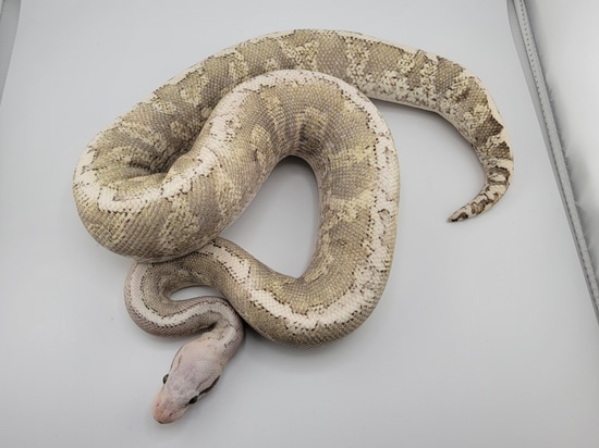 Super Pastel Vanilla Cream Super GHI Ball Python by Morph Jungle