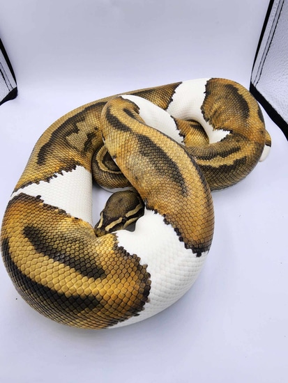 Hypo Pied Ball Python by Morph Jungle