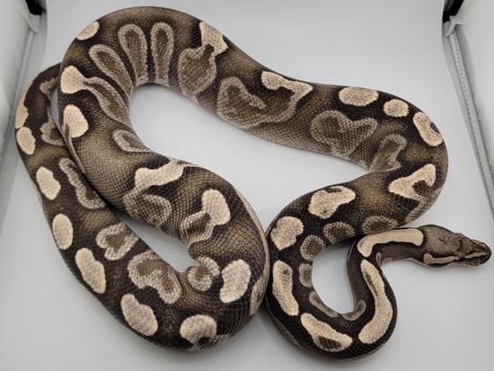 GHI DG Ball Python by Morph Jungle