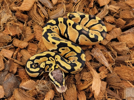 Pastel DH Sunset Clown Ball Python by Morph Jungle