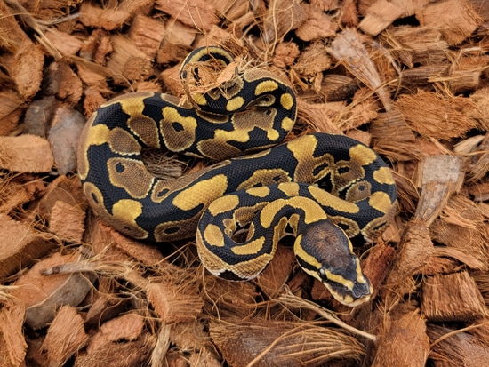 Dh Sunset Clown Ball Python By Morph Jungle