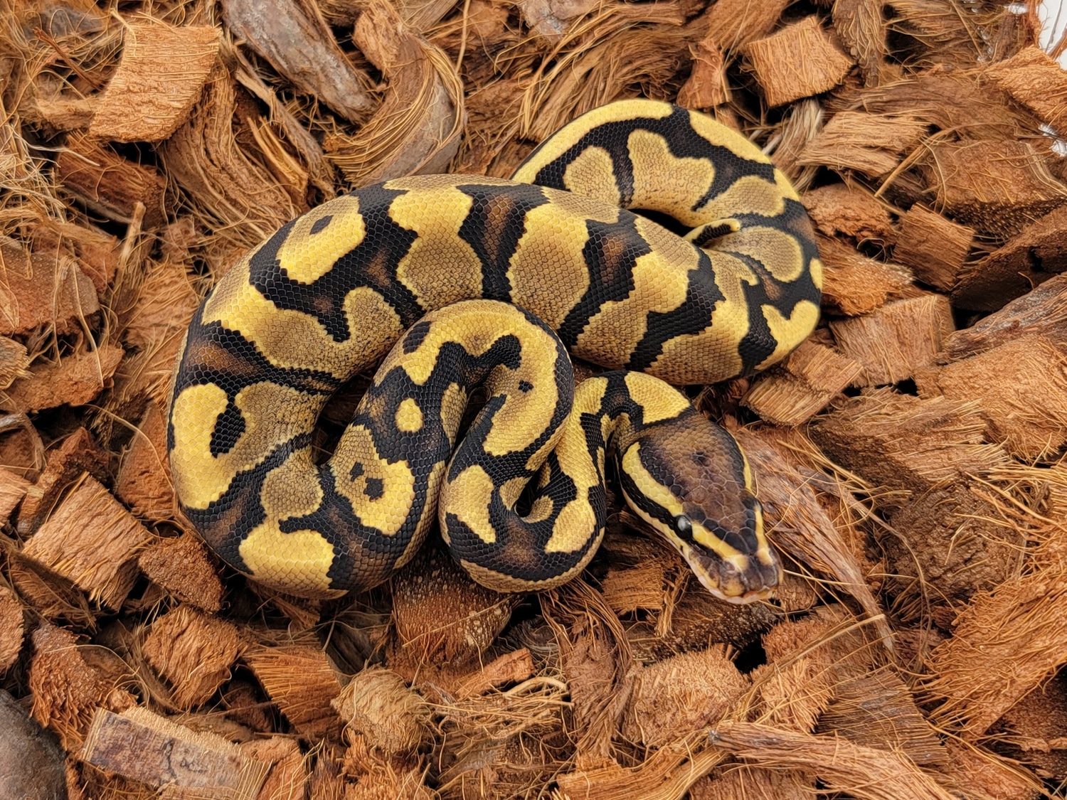 (Pair) Female Fire DH Sunset DG With Choice Of Male DH Sunset DG Ball ...