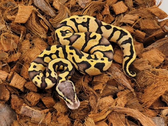 (Pair) Female Firefly DH Sunset DG With Choice Of Male DH Sunset DG ...