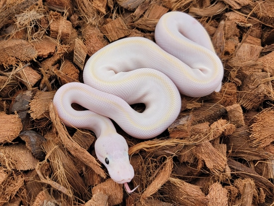 OD Pastel Ivory Pos Vanilla, GHI Ball Python by Morph Jungle