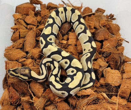 Hypo Pied Ball Python by Morph Jungle - MorphMarket