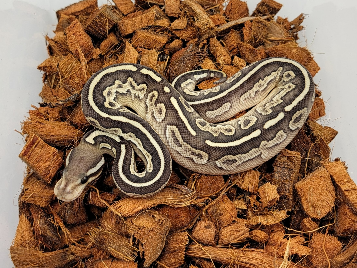 Black Pastel Lesser Yellowbelly Ball Python by Morph Jungle - MorphMarket
