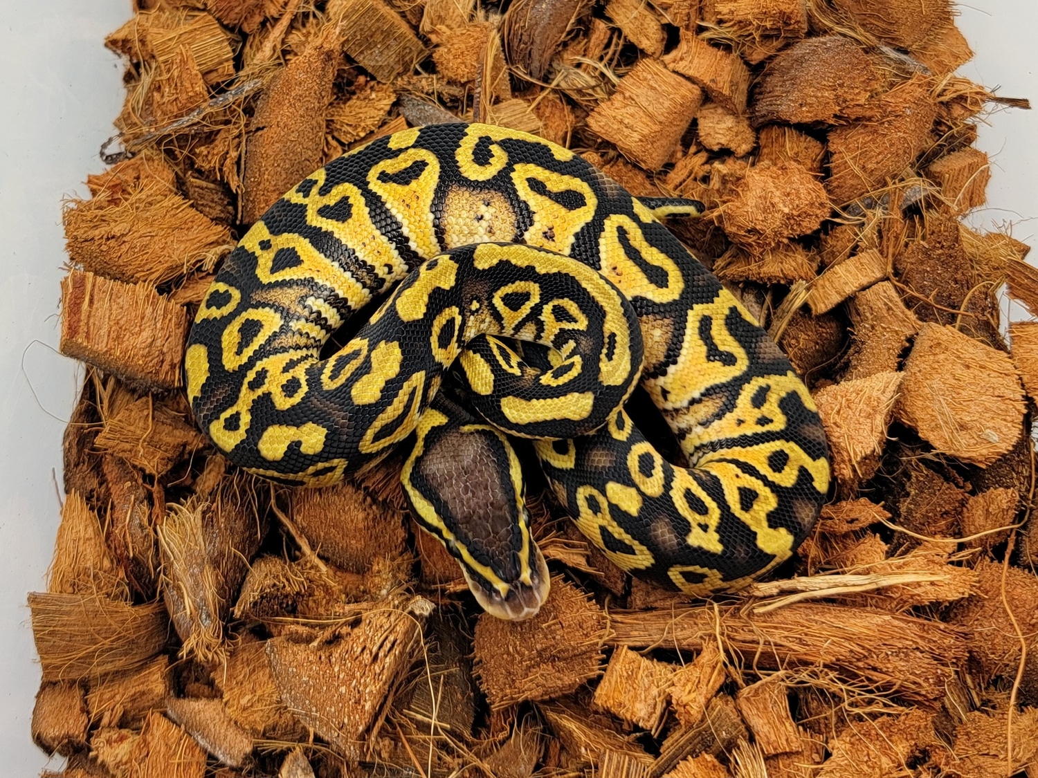 Pastel Hurricane TH Hypo DG Clown Ball Python by Morph Jungle - MorphMarket