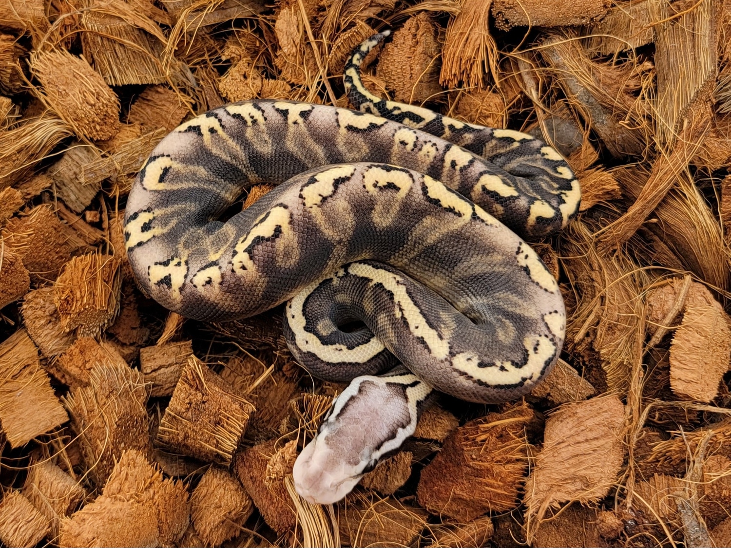 Pastel Super GHI Gravel Ball Python by Morph Jungle - MorphMarket