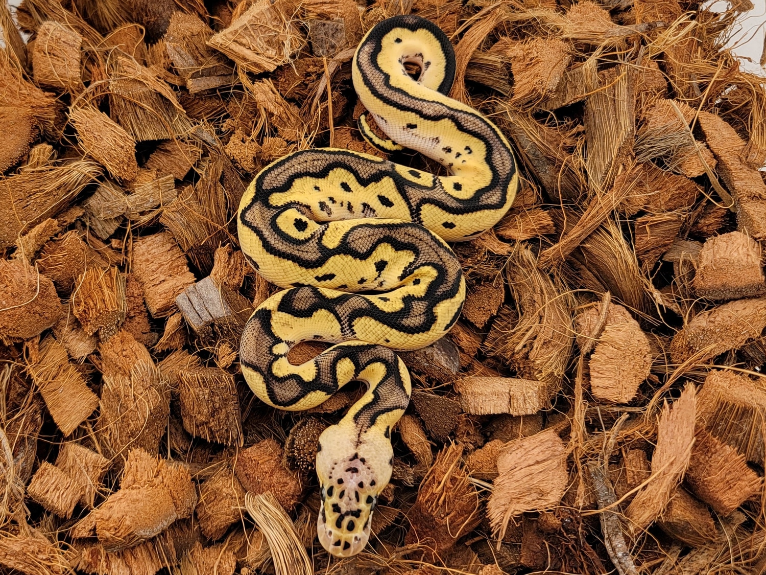 Pastel Leopard OD Clown Het Pied Ball Python by Morph Jungle - MorphMarket